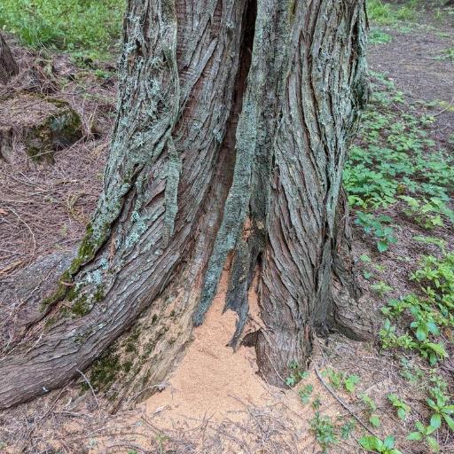 Western Black Carpenter Ant (Camponotus Modoc) Insect Identification ...