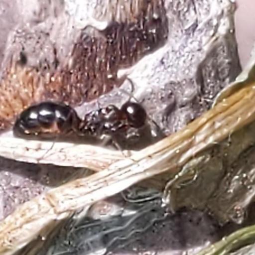 Nearctic Carpenter Ant (Camponotus Nearcticus) Insect Identification ...