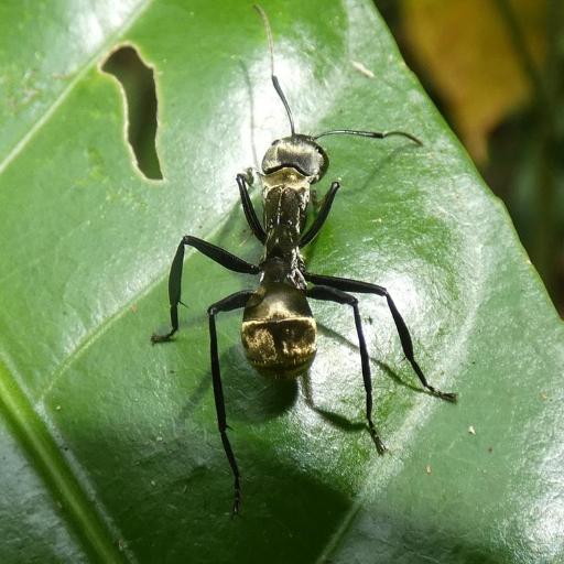 Giant Sphinx (Cocytius Antaeus) Insect Identification Guide, Habitat ...
