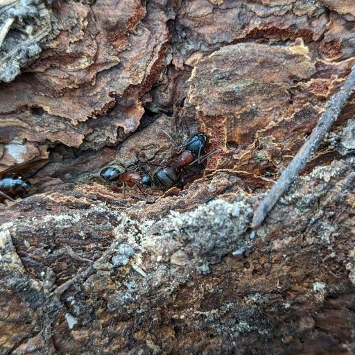 Bicolored Carpenter Ant (Camponotus Vicinus) Insect Identification ...