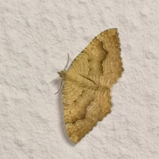 Yellow Shell Moth (Camptogramma Bilineata) Insect Identification Guide ...