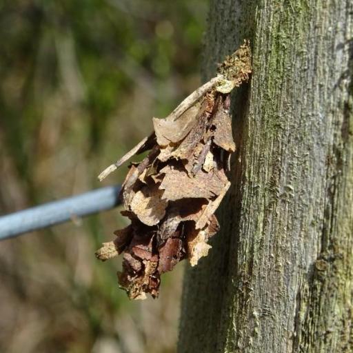 Spirit Moth (Canephora Unicolor) Insect Identification Guide, Habitat ...