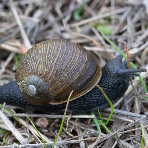 Green Garden Snail (Cantareus Apertus) Insect Identification Guide ...