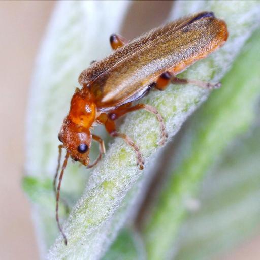Cantharis Cryptica Insect Identification Guide, Habitat & Facts