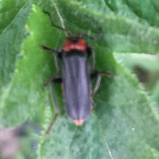 Dark Sailor Beetle (Cantharis Fusca) Insect Identification Guide ...