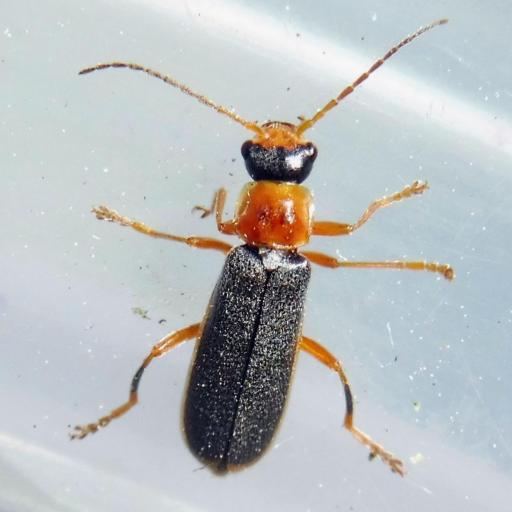 Cantharis Lateralis Insect Identification Guide, Habitat & Facts