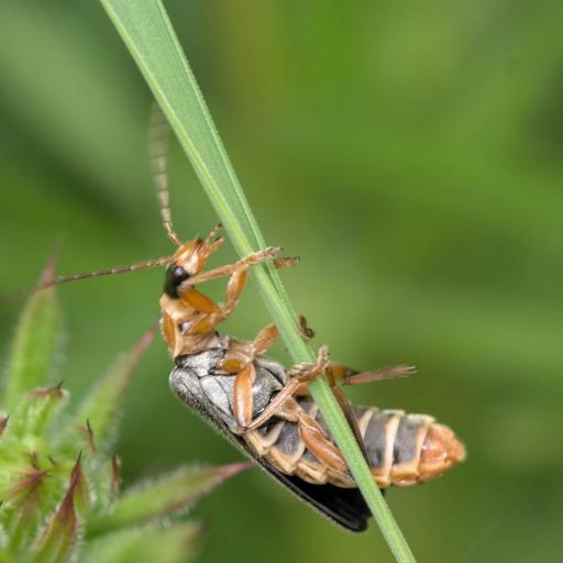 Grey Sailor Beetle (Cantharis Nigricans) Insect Identification Guide ...