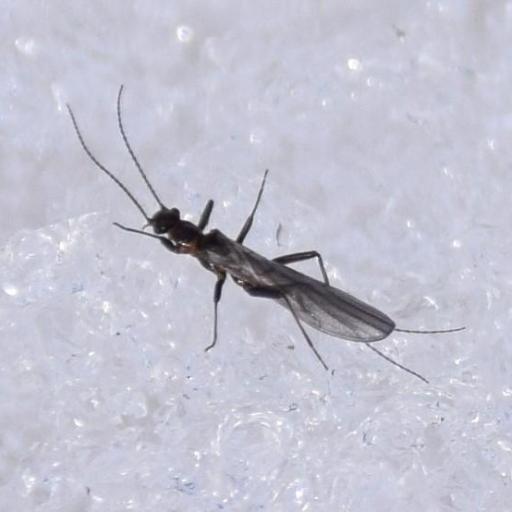 Chestnut Carpenter Ant (Camponotus Castaneus) Insect Identification ...