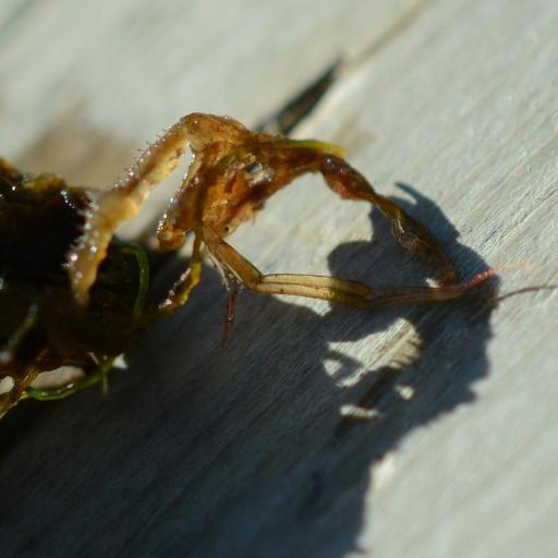 Japanese Skeleton Shrimp (Caprella Mutica) Insect Identification Guide ...