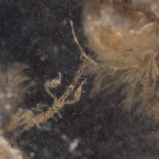 Caprella Insect Identification Guide, Habitat & Facts