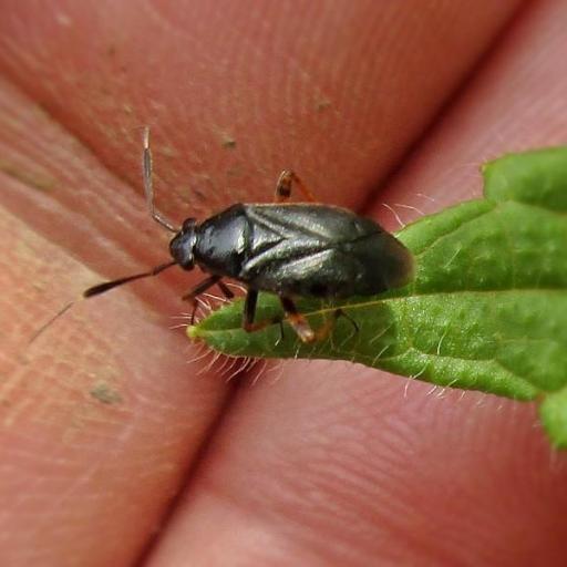 Black Plant Bug (Capsus Ater) Insect Identification Guide, Habitat & Facts