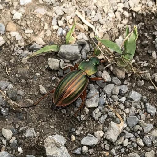 Golden Ground Beetle (Carabus Auratus) Insect Identification Guide ...