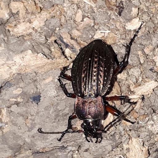Red-legged Grasshopper (Melanoplus Femurrubrum) Insect Identification ...