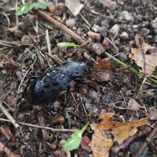 Carabus Coriaceus Insect Identification Guide, Habitat & Facts