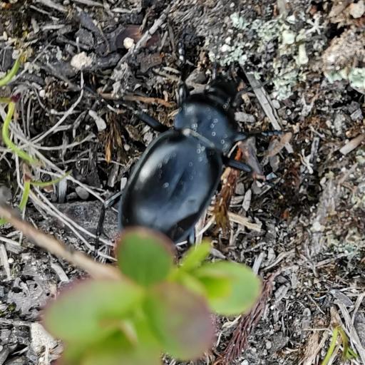 Smooth Ground Beetle (Carabus Glabratus) Insect Identification Guide ...