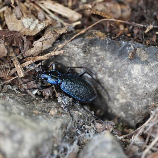 Calyptra Thalictri Insect Identification Guide, Habitat & Facts
