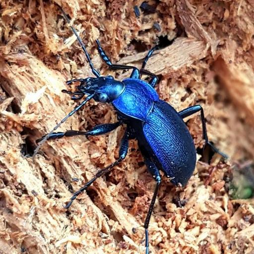 Common House Spider (Parasteatoda Tepidariorum) Insect Identification ...