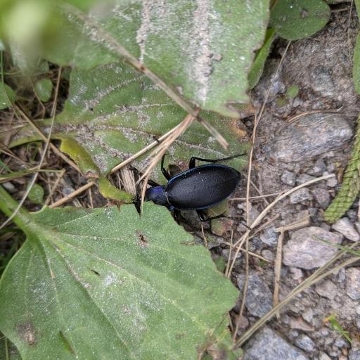 Violet Ground Beetle (Carabus Violaceus) Insect Identification Guide ...