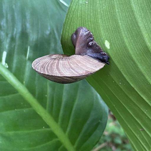 Puerto Rican Tree Snail (Caracolus Carocolla) Insect Identification ...