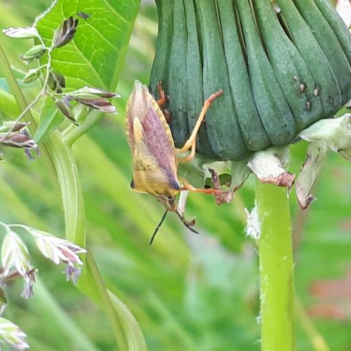 Northern Fruit Bug (Carpocoris Fuscispinus) Insect Identification Guide ...