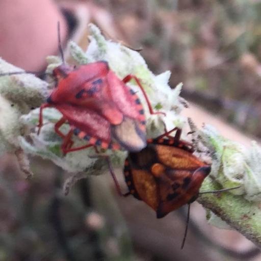 Red Shield Bug (Carpocoris Mediterraneus) Insect Identification Guide ...