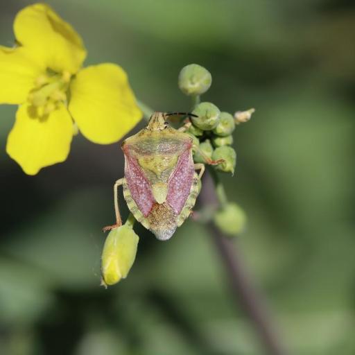 Black-shouldered Shieldbug (Carpocoris Purpureipennis) Insect ...