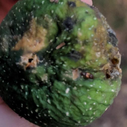 Dried Fruit Beetle (Carpophilus Hemipterus) Insect Identification Guide ...