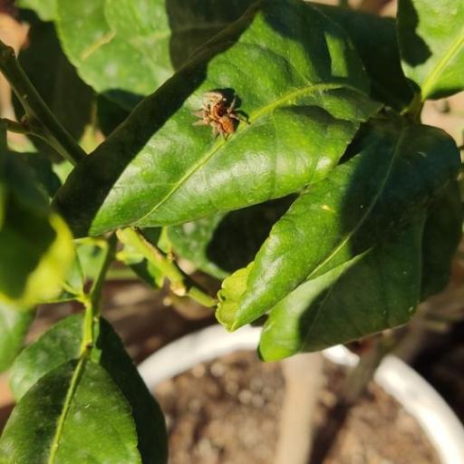 Carrhotus Xanthogramma Insect Identification Guide, Habitat & Facts