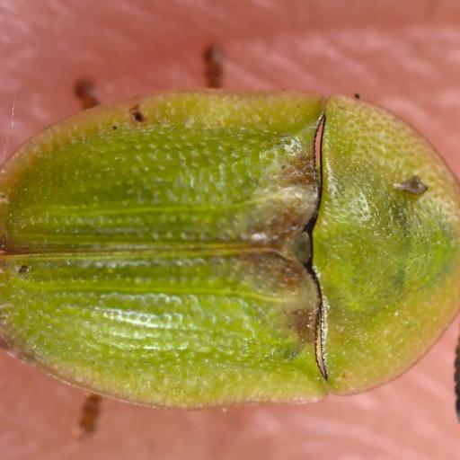 Cassida Denticollis Insect Identification Guide, Habitat & Facts