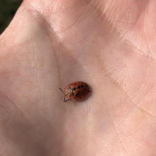 Fleabane Tortoise Beetle (Cassida Murraea) Insect Identification Guide ...