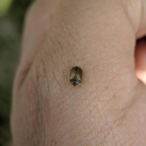 Cassida Nebulosa Insect Identification Guide, Habitat & Facts