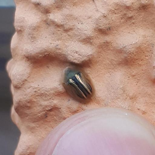 Cassida Nobilis Insect Identification Guide, Habitat & Facts