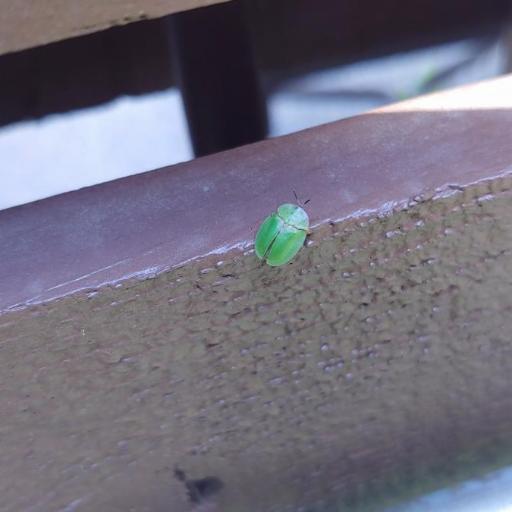 Thistle Tortoise Beetle (Cassida Rubiginosa) Insect Identification ...