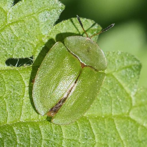 Green Tortoise Beetle (Cassida Viridis) Insect Identification Guide ...