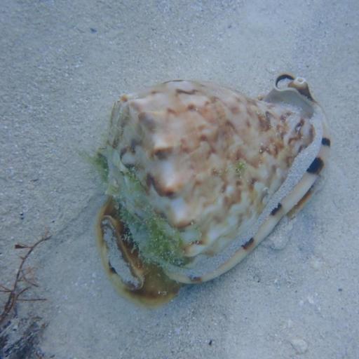 Blackcurrant (Cassis) Insect Identification Guide, Habitat & Facts