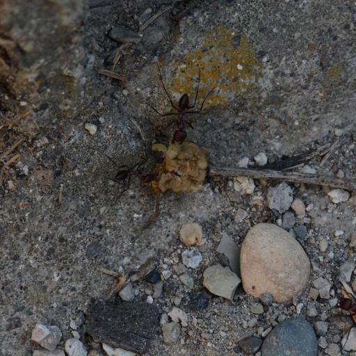 Sahara Ants And Allies (Cataglyphis) Insect Identification Guide ...