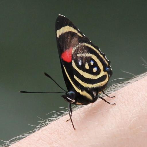 Water Penny Beetles (Psephenidae) Insect Identification Guide, Habitat ...