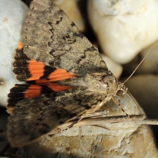 Catocala Puerpera Insect Identification Guide, Habitat & Facts