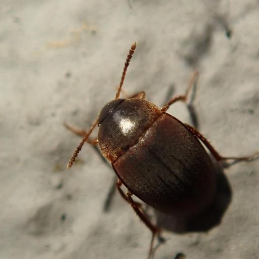 Japanese Rhinoceros Beetle (Trypoxylus Dichotomus) Insect ...