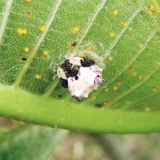 Common Bird-dropping Spider (Celaenia Excavata) Insect Identification ...