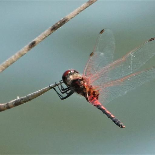 Red-veined Pennant (Celithemis Bertha) Insect Identification Guide ...