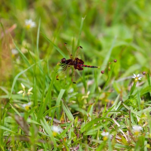 Calico Pennant (Celithemis Elisa) Insect Identification Guide, Habitat ...
