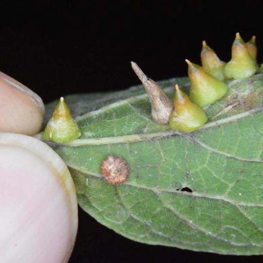 Hackberry Gall Midges (Celticecis) Insect Identification Guide, Habitat ...
