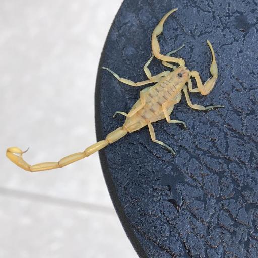 Arizona Bark Scorpion (Centruroides Sculpturatus) Insect Identification ...