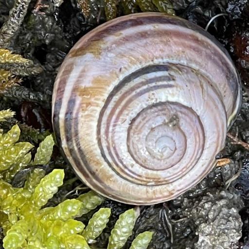 Brown-Lipped Snail (Cepaea Nemoralis) Insect Identification Guide ...