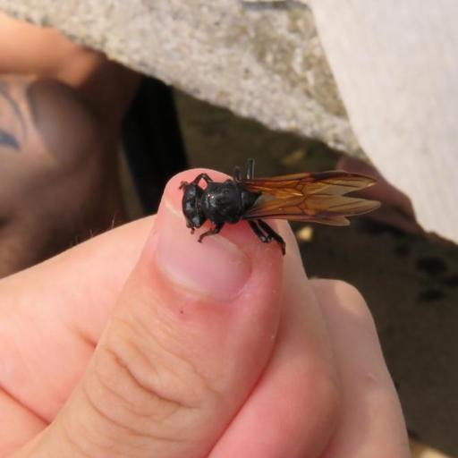 Giant Turtle Ants (Cephalotes Atratus) Insect Identification Guide ...