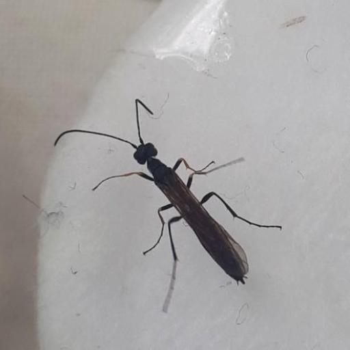 Stem Sawflies (Cephidae) Insect Identification Guide, Habitat & Facts