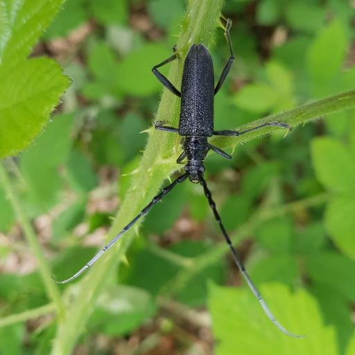 Capricorn Beetle (Cerambyx Scopolii) Insect Identification Guide ...