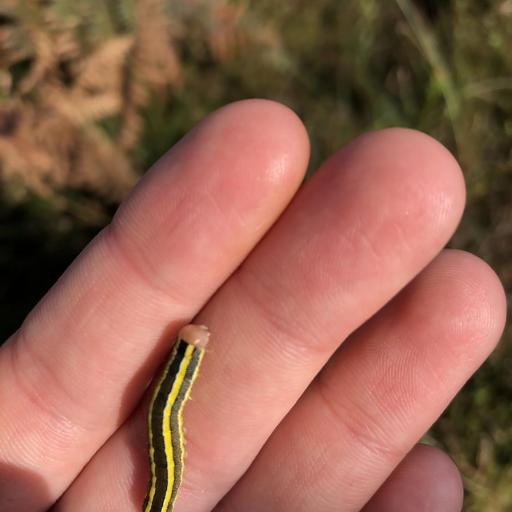 Broom Moth (Ceramica Pisi) Insect Identification Guide, Habitat & Facts