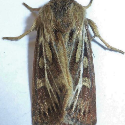 Antler Moth (Cerapteryx Graminis) Insect Identification Guide, Habitat ...